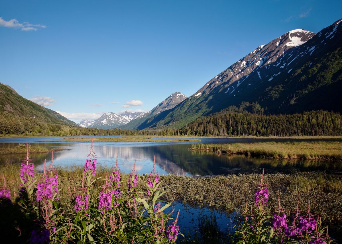 'Chugach National Forest' Poster, picture, metal print, paint by ...