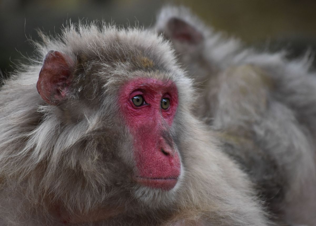 'Monkey face' Poster, picture, metal print, paint by Delphine | Displate