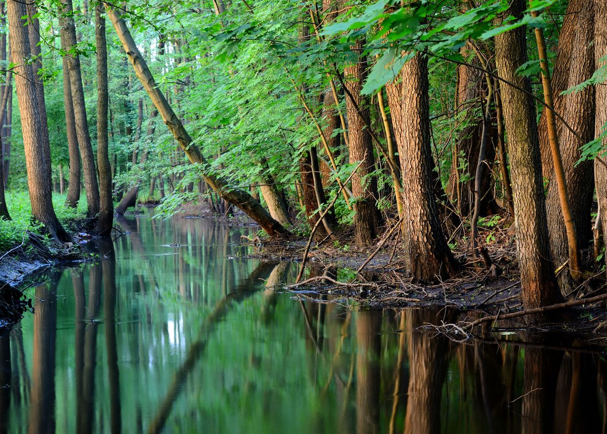 'Forest River Scene' Poster, picture, metal print, paint by Noah | Displate