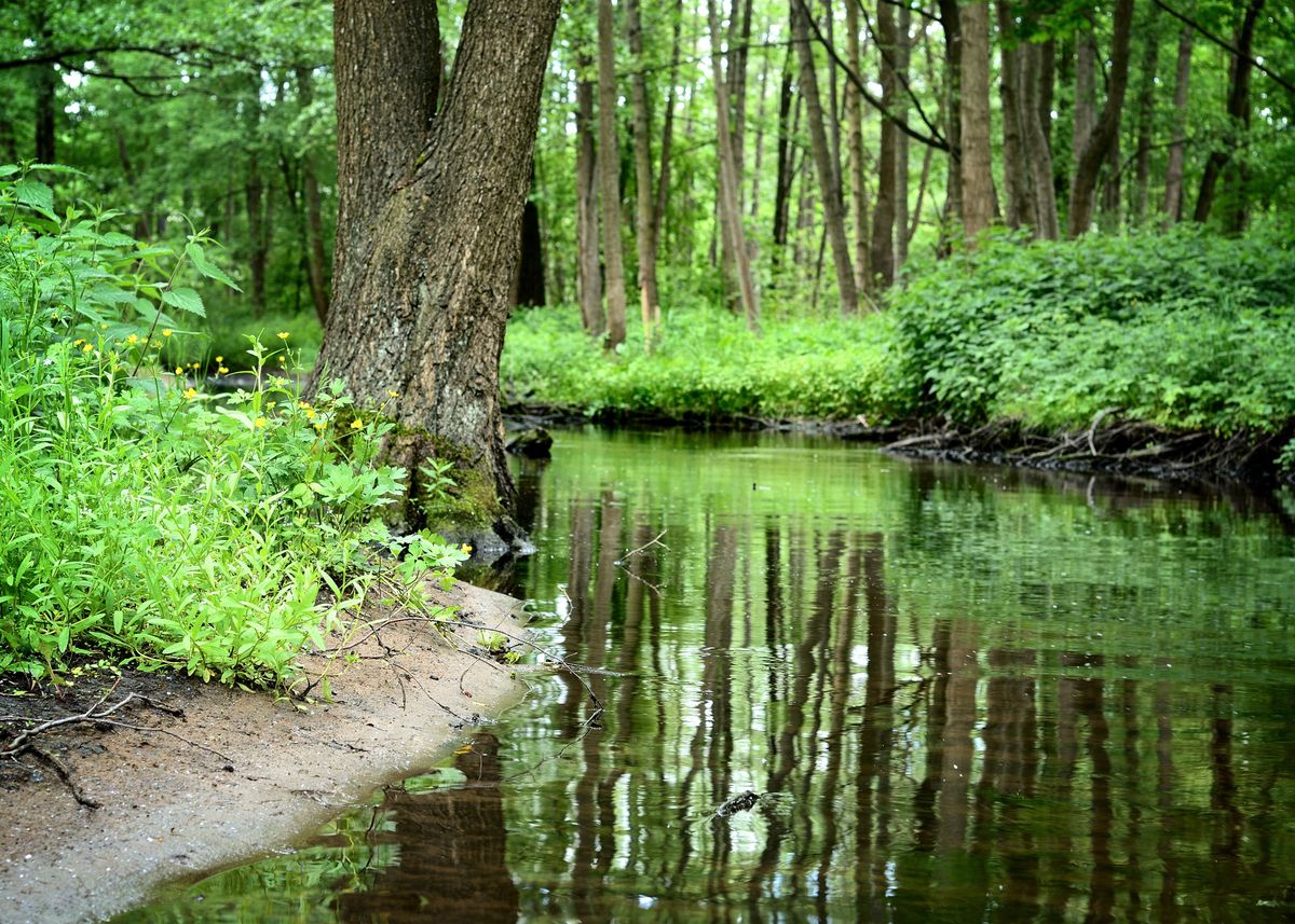 'Forest River Scene' Poster, picture, metal print, paint by Noah | Displate
