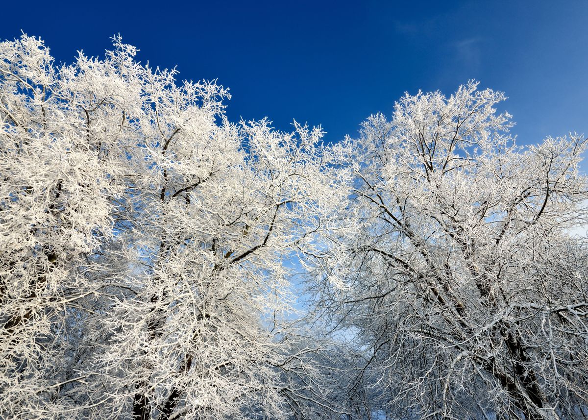 'HoarFrost On Trees In Wint' Poster by Noah | Displate