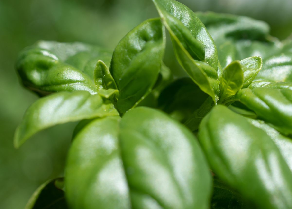 'portrait of basil' Poster, picture, metal print, paint by ...