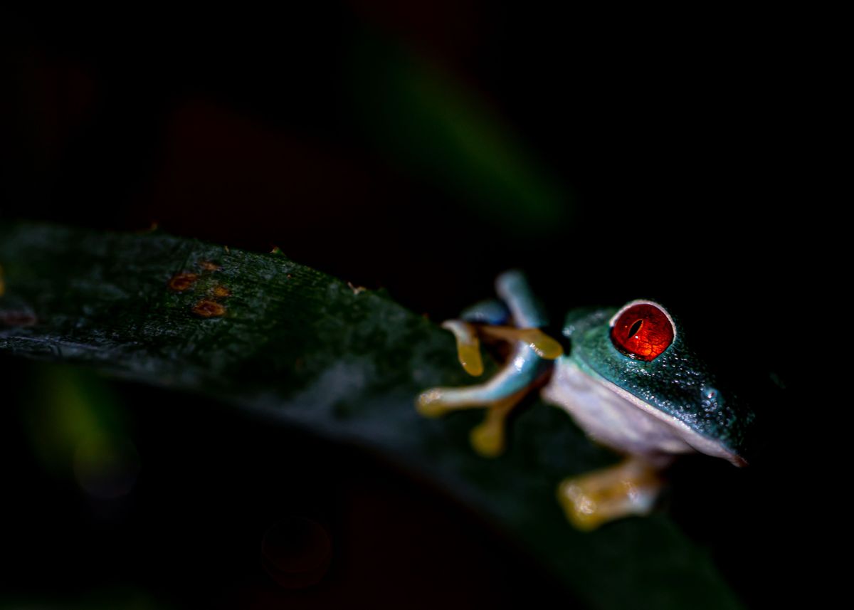 'Agalychnis callidryas' Poster by maxime | Displate