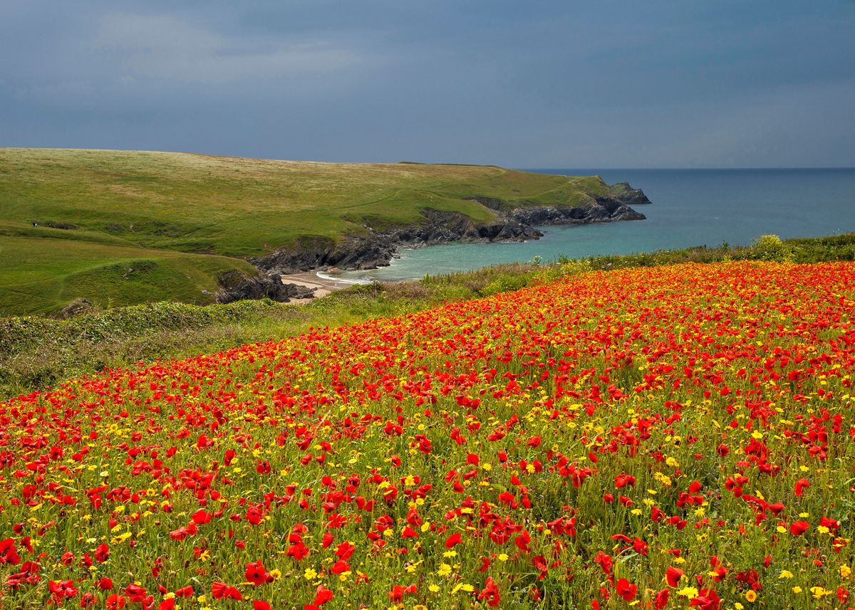 'Nature' Poster by skinnerolson 7942911 | Displate
