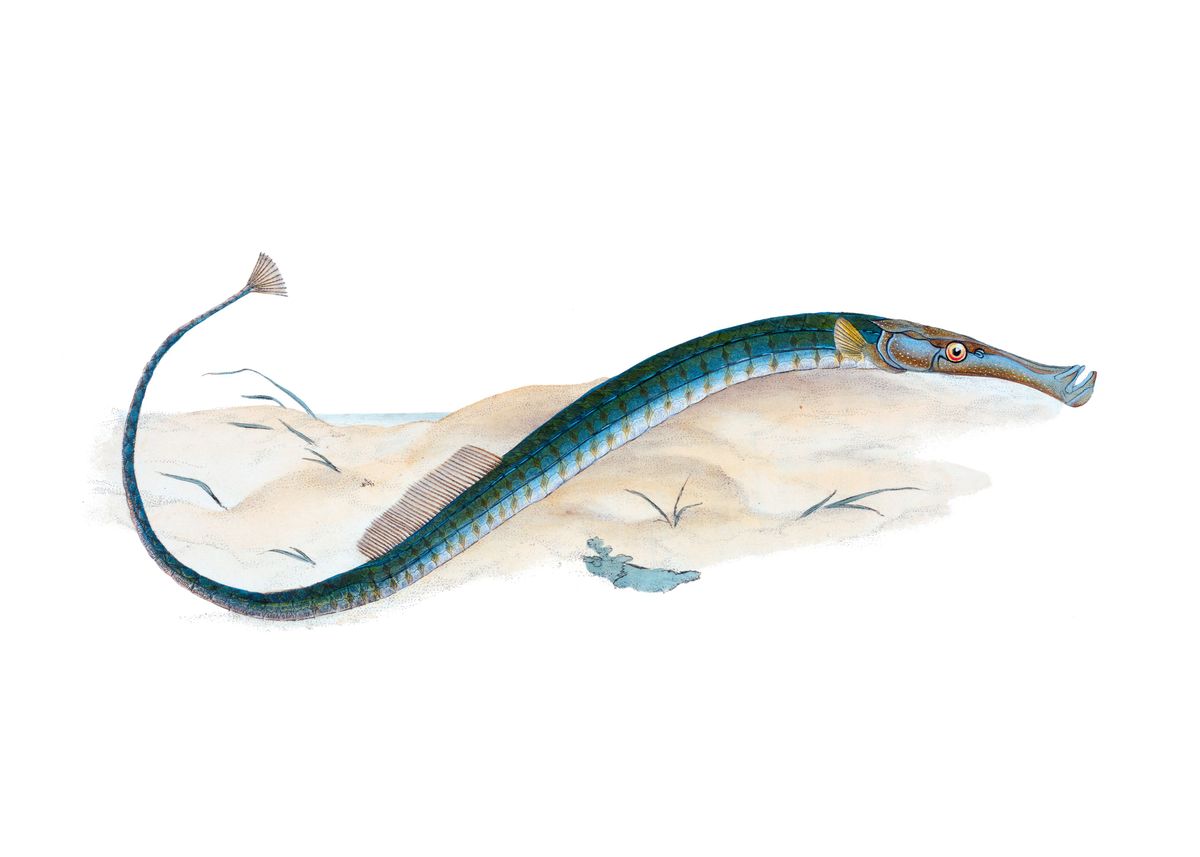 'Pelagic Pipe fish' Poster, picture, metal print, paint by tony4urban ...