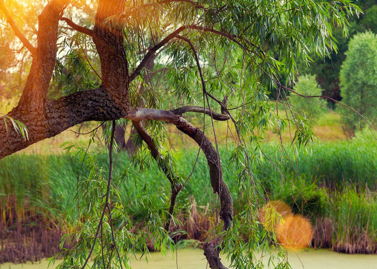 'Background Beautiful Botan' Poster, picture, metal print, paint by ...