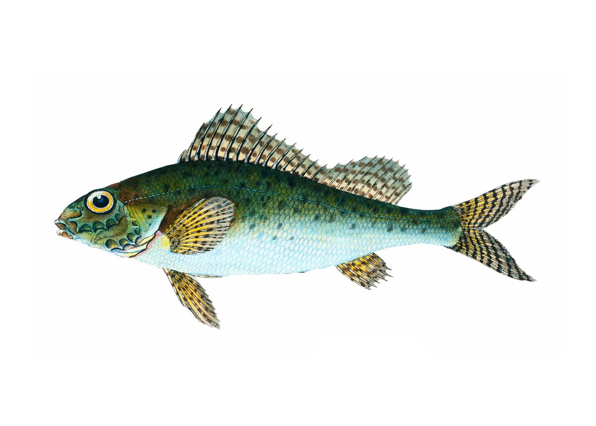 'The Eurasian ruffe' Poster by tony4urban | Displate