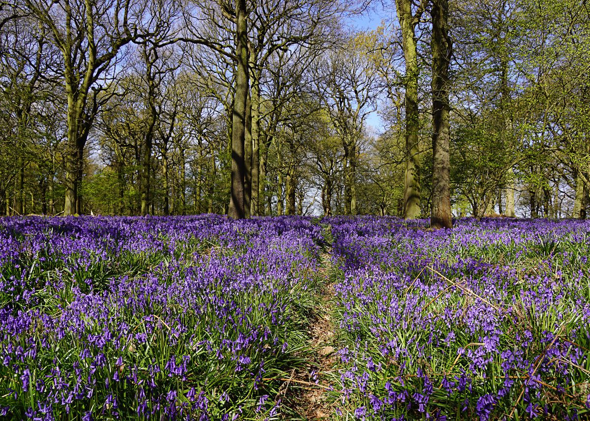 'Nature' Poster, picture, metal print, paint by hartmanbonner 127634 ...