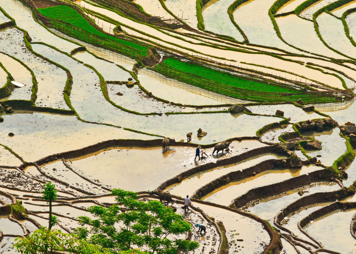 'Farming the rice fields' Poster by Thanh Hoang Cong | Displate