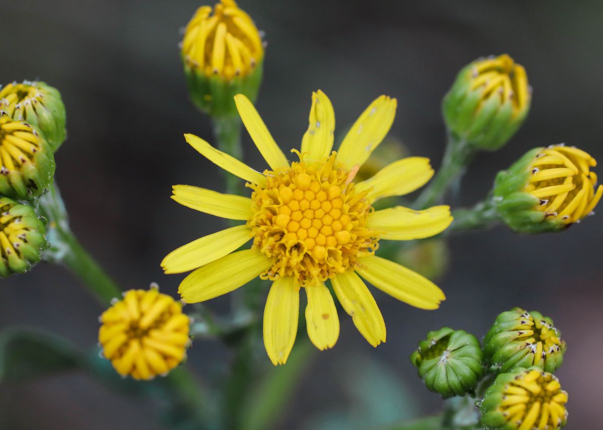 'Prairie Ragwort' Poster, picture, metal print, paint by Macromalistic ...