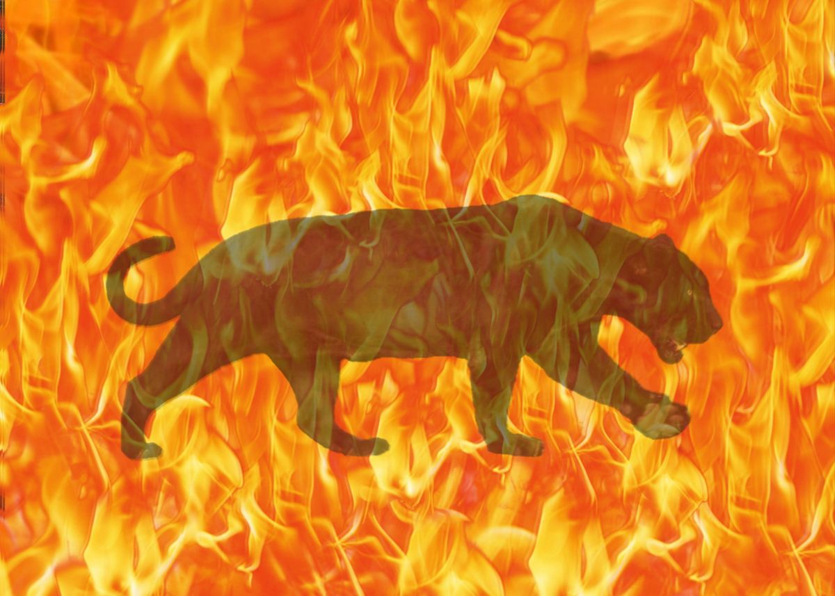 'Puma ' Poster, picture, metal print, paint by Dawid Janiszewski | Displate