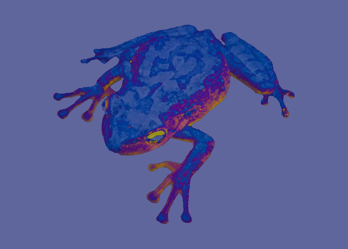 'Freaky Frog' Poster, picture, metal print, paint by Jennifer Harris ...