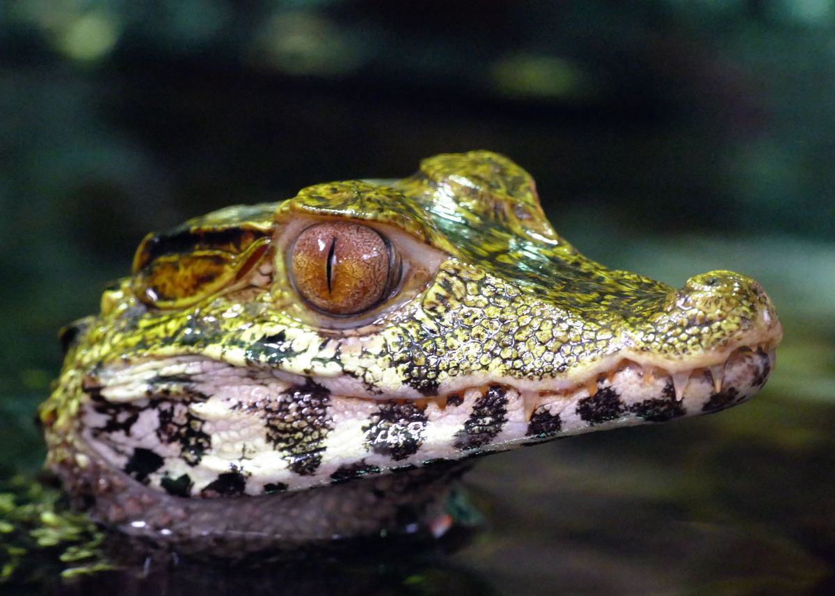 'Caiman' Poster by Inspired Images | Displate