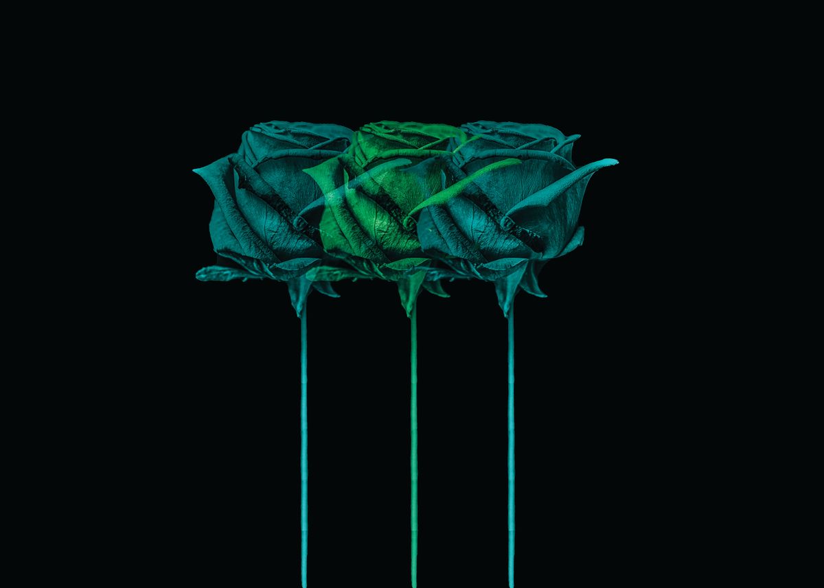 'Three Tall Colored Roses' Poster, picture, metal print, paint by Nick ...