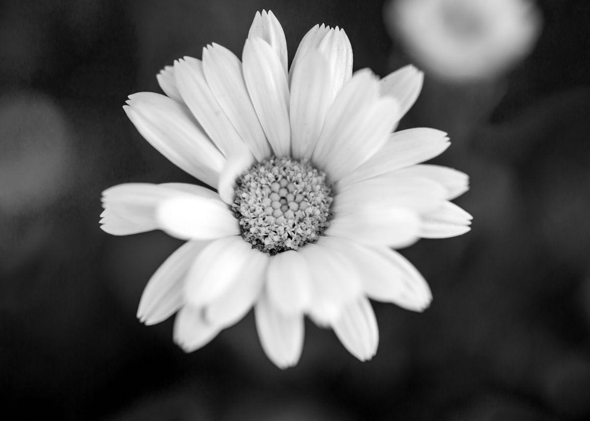 'Purity ' Poster, picture, metal print, paint by Wissam Chehade | Displate