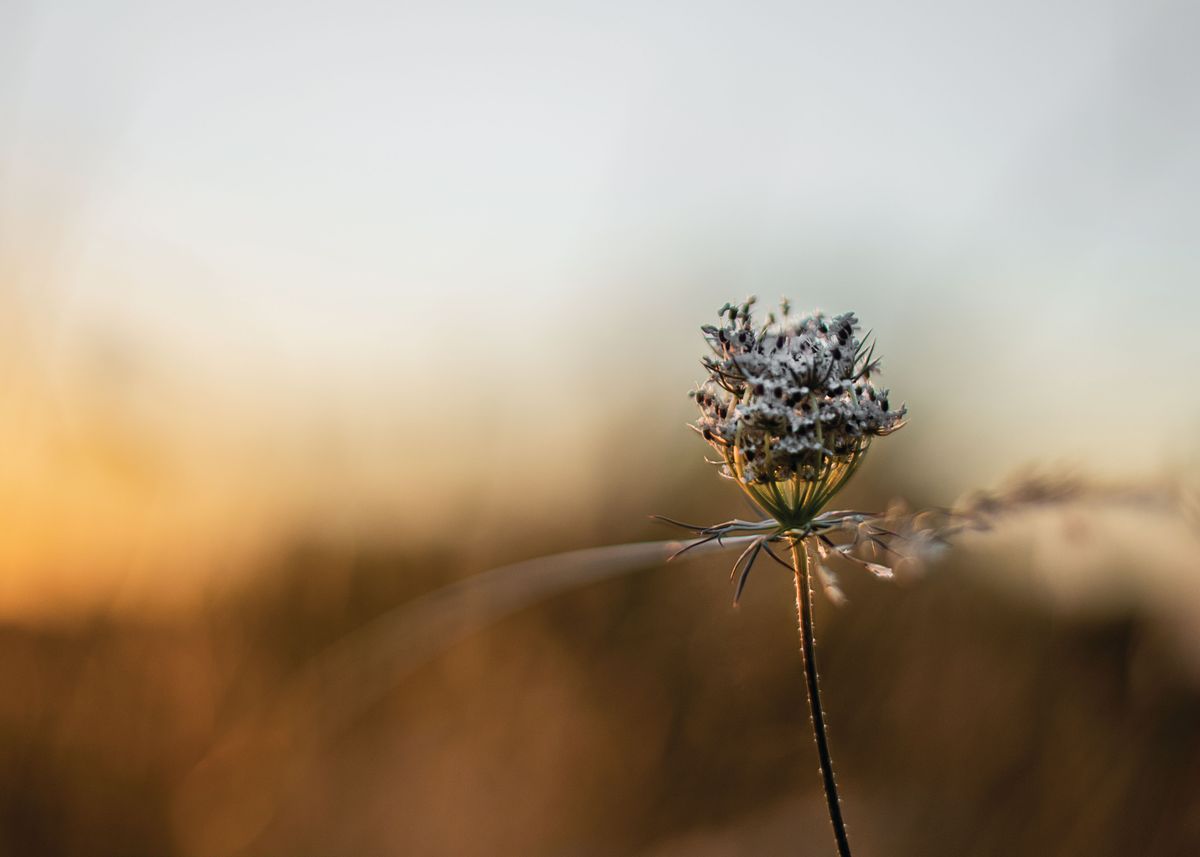 'Golden Hour' Poster, picture, metal print, paint by Nick Tait | Displate