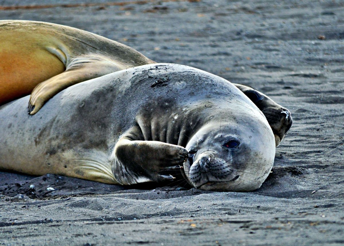 'Two seals cuddling' Poster, picture, metal print, paint by Jane ...