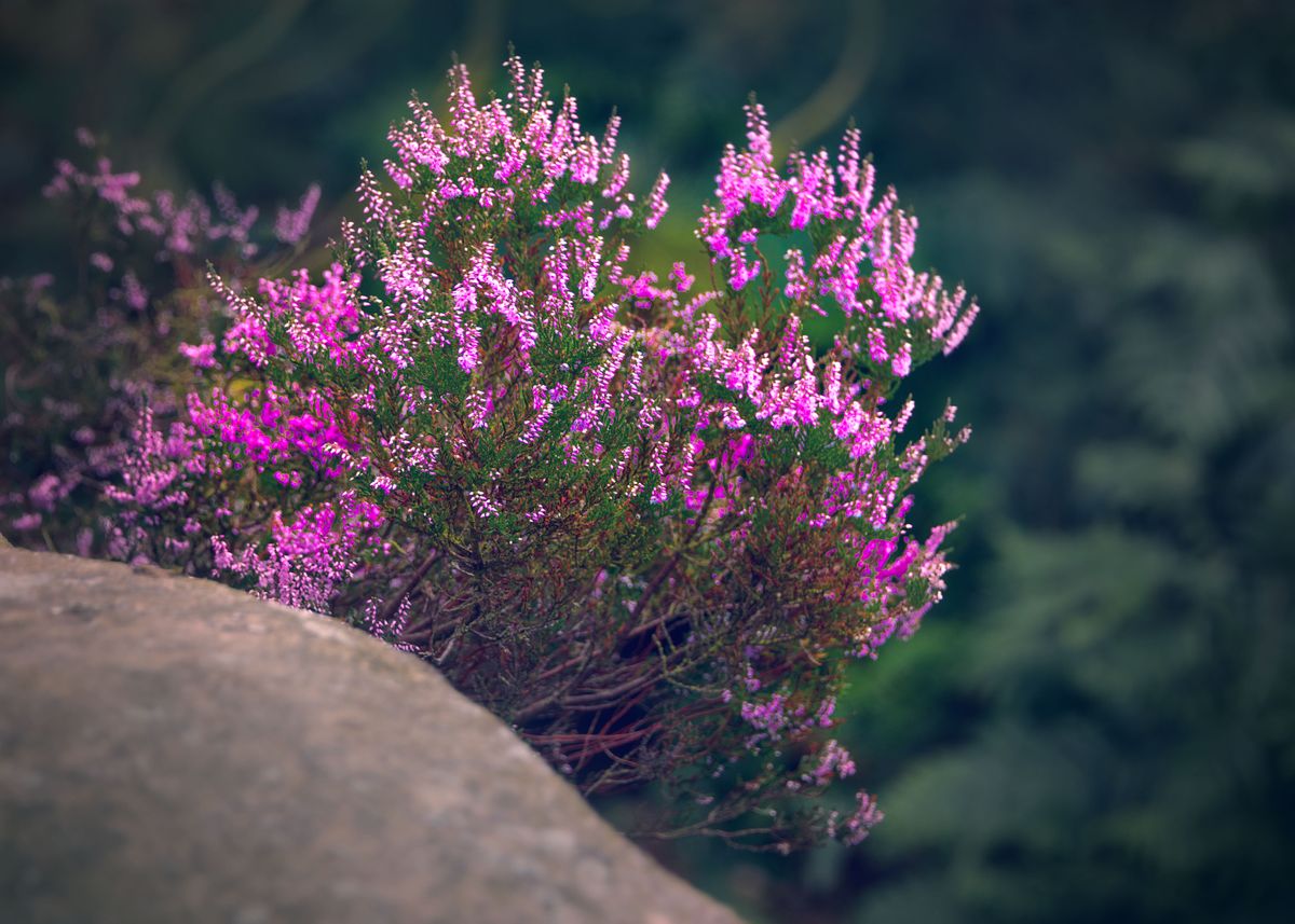 'Pretty Heather' Poster, picture, metal print, paint by Svetlana Sewell ...