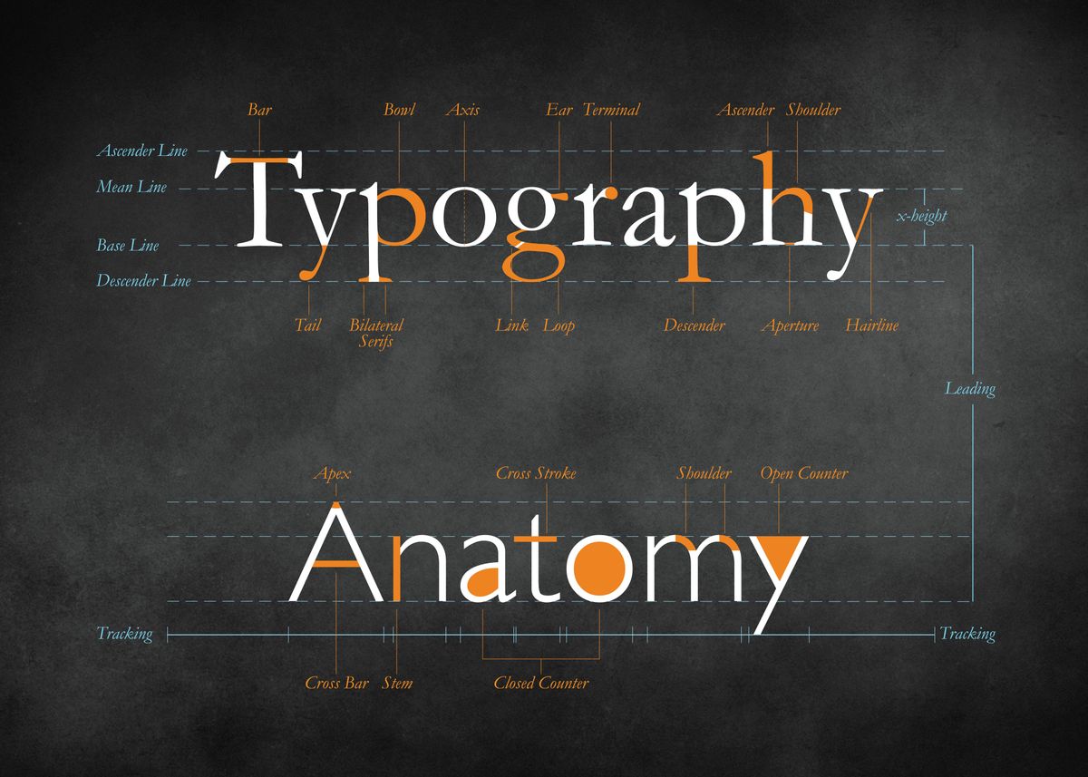 Typeface Anatomy