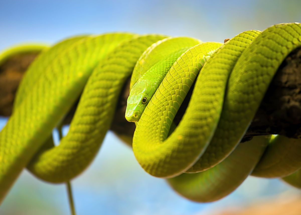 'Green Mamba' Poster by Socratubik | Displate