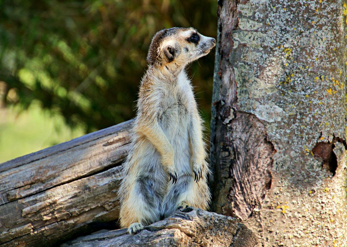 'Cute meerkat ' Poster, picture, metal print, paint by Jane Lovering ...