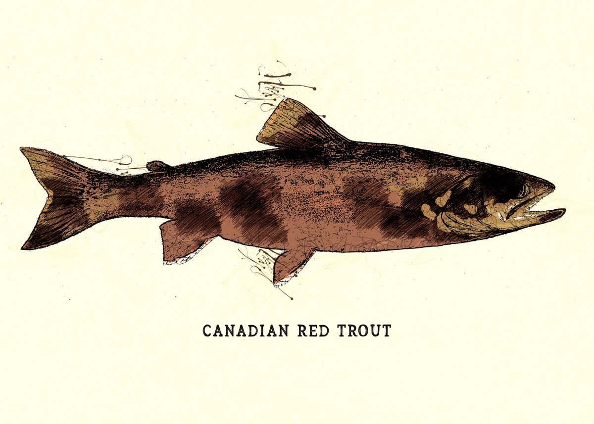 'Canadian Red Trout Vintage' Poster by OliArt | Displate