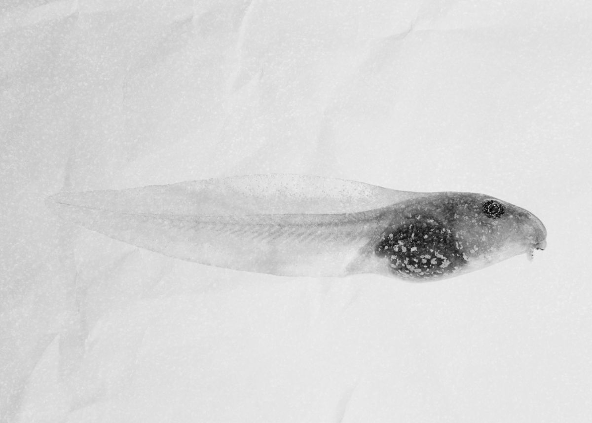 'Giant Tadpole' Poster, picture, metal print, paint by 3M Pictures ...