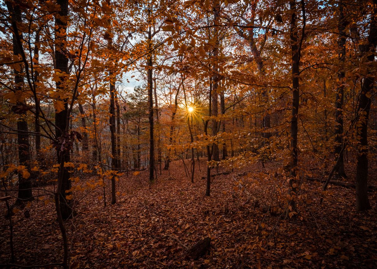 'Beautiful Fall Colors' Poster, picture, metal print, paint by Mikail ...