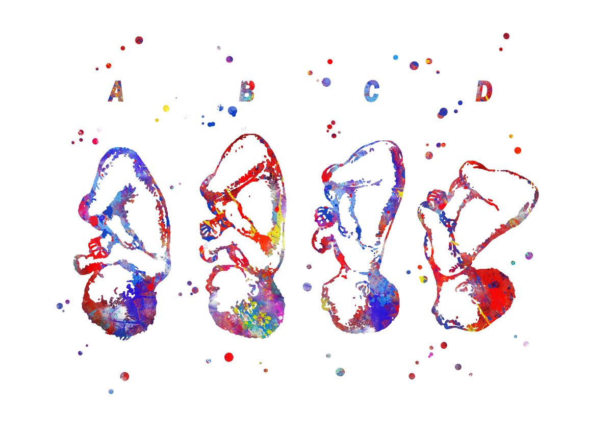 'Cephalic position ' Poster by RosaliasArt | Displate