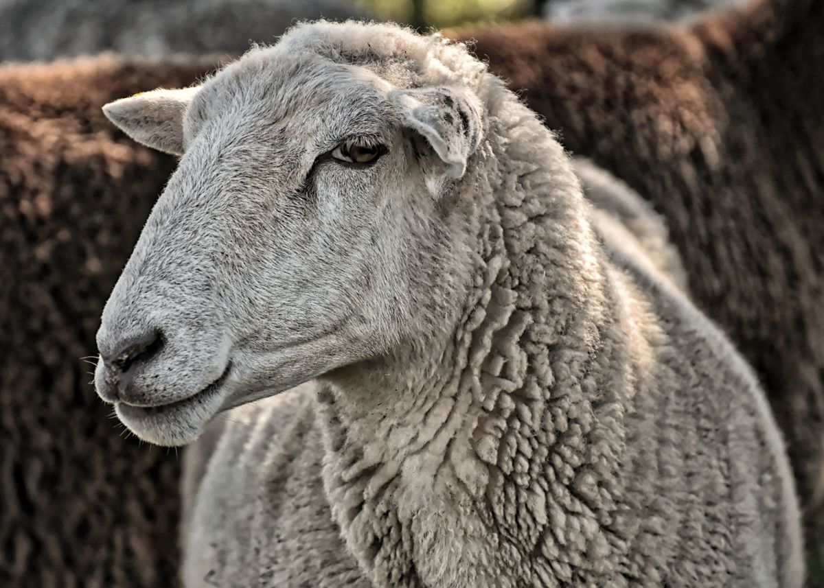 'Funny Cute Sheep' Poster by NATURECO | Displate