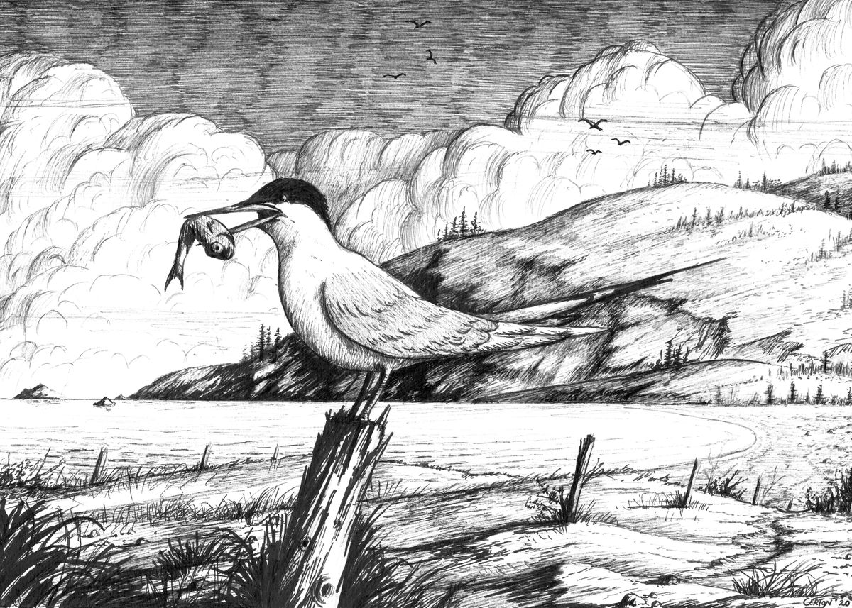 'Tern with fish' Poster by Certon Kisters | Displate