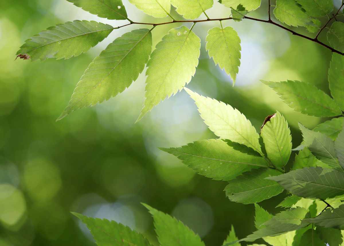 'Tree Leaf' Poster by NATURECO | Displate