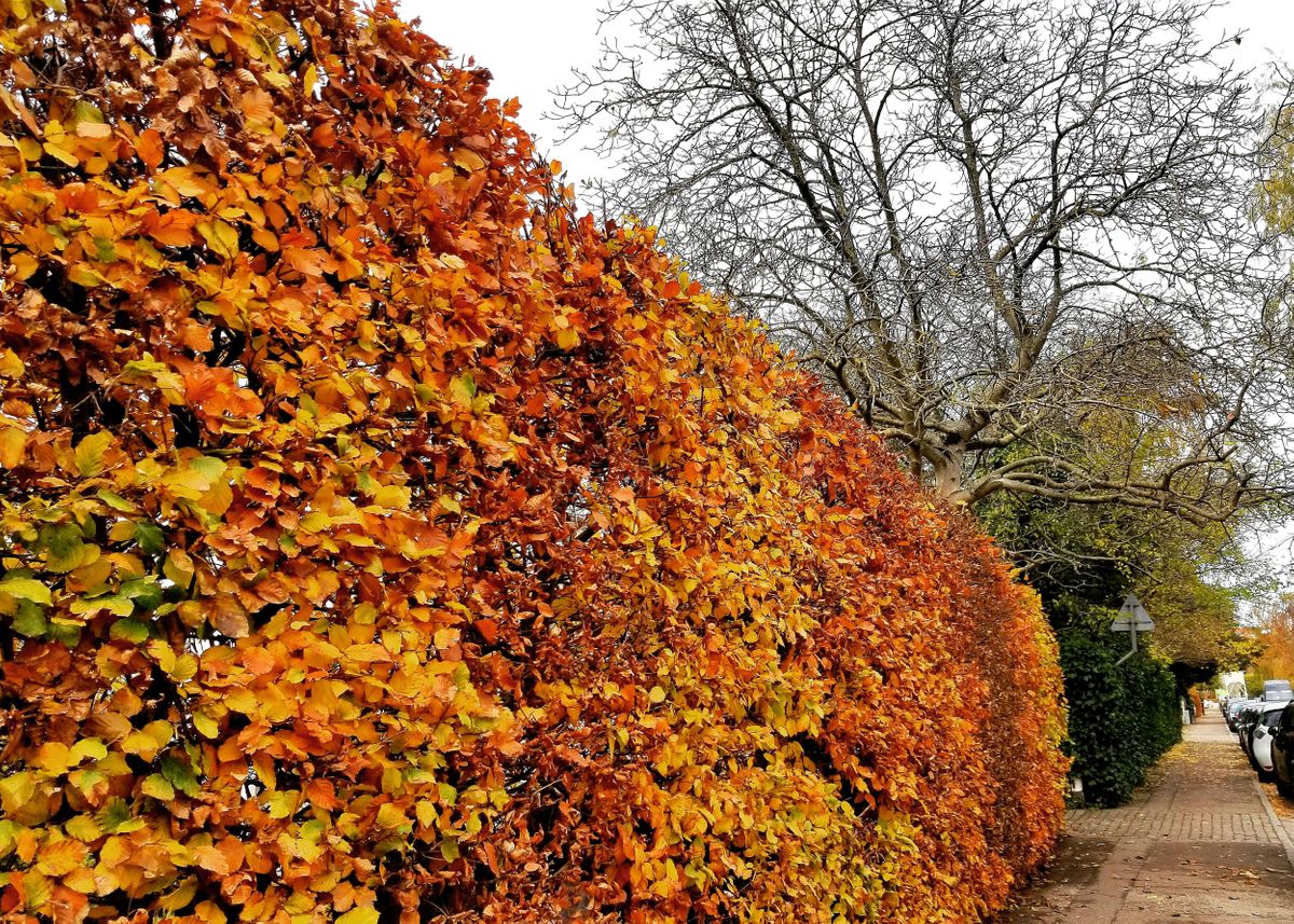 'Crisp walk' Poster, picture, metal print, paint by Shroom Squirrel ...