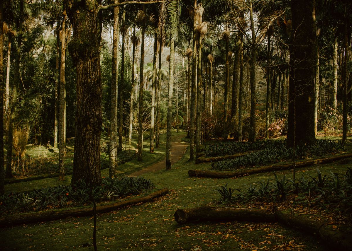 'Azorean Jungle' Poster, picture, metal print, paint by Patricia Nunes ...