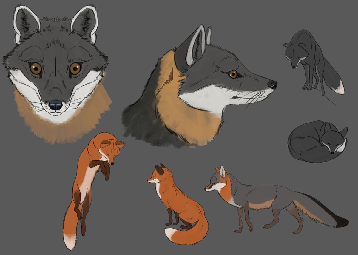 'Fox Study' Poster, picture, metal print, paint by austinthewolfe ...