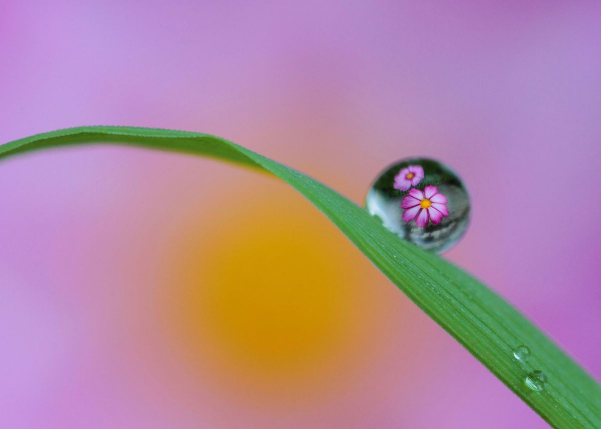 'Flower drop' Poster by bertrand kulik | Displate