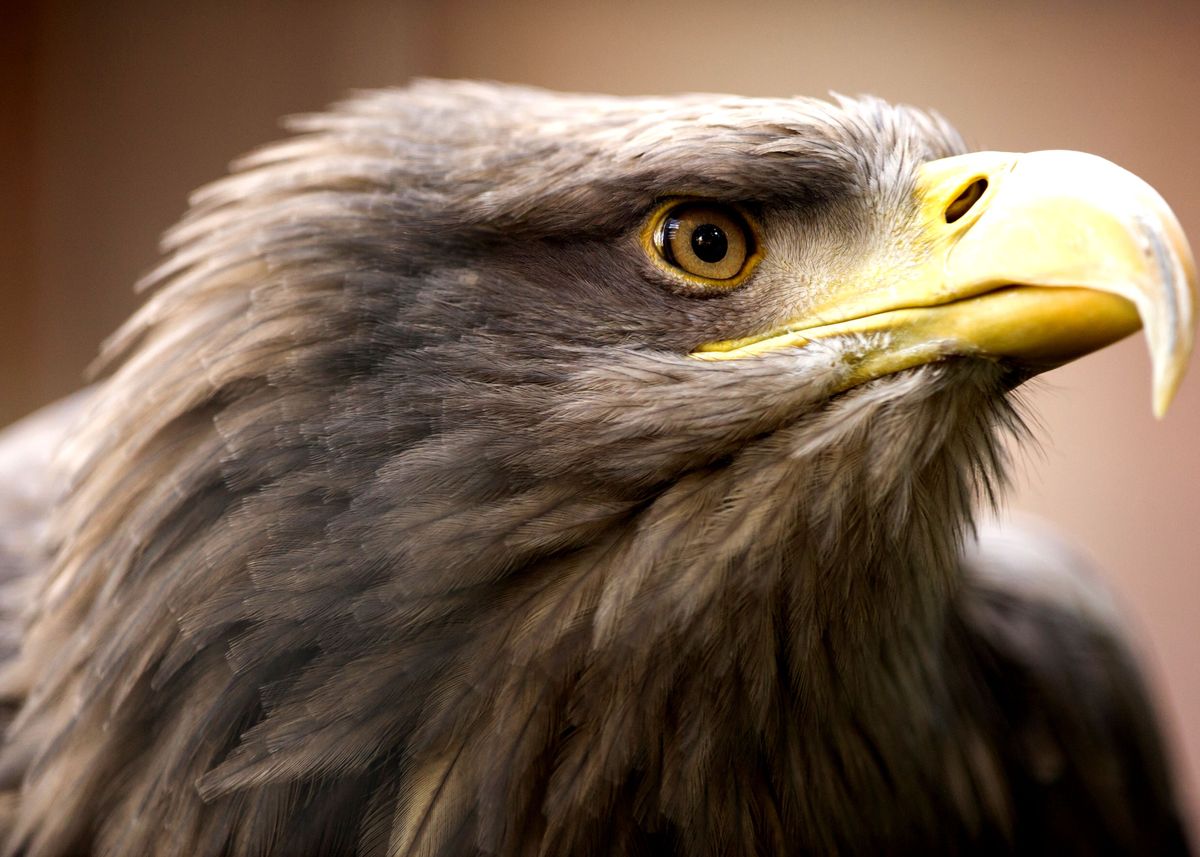 'Eagle Adler' Poster by Motivation ManiaC | Displate