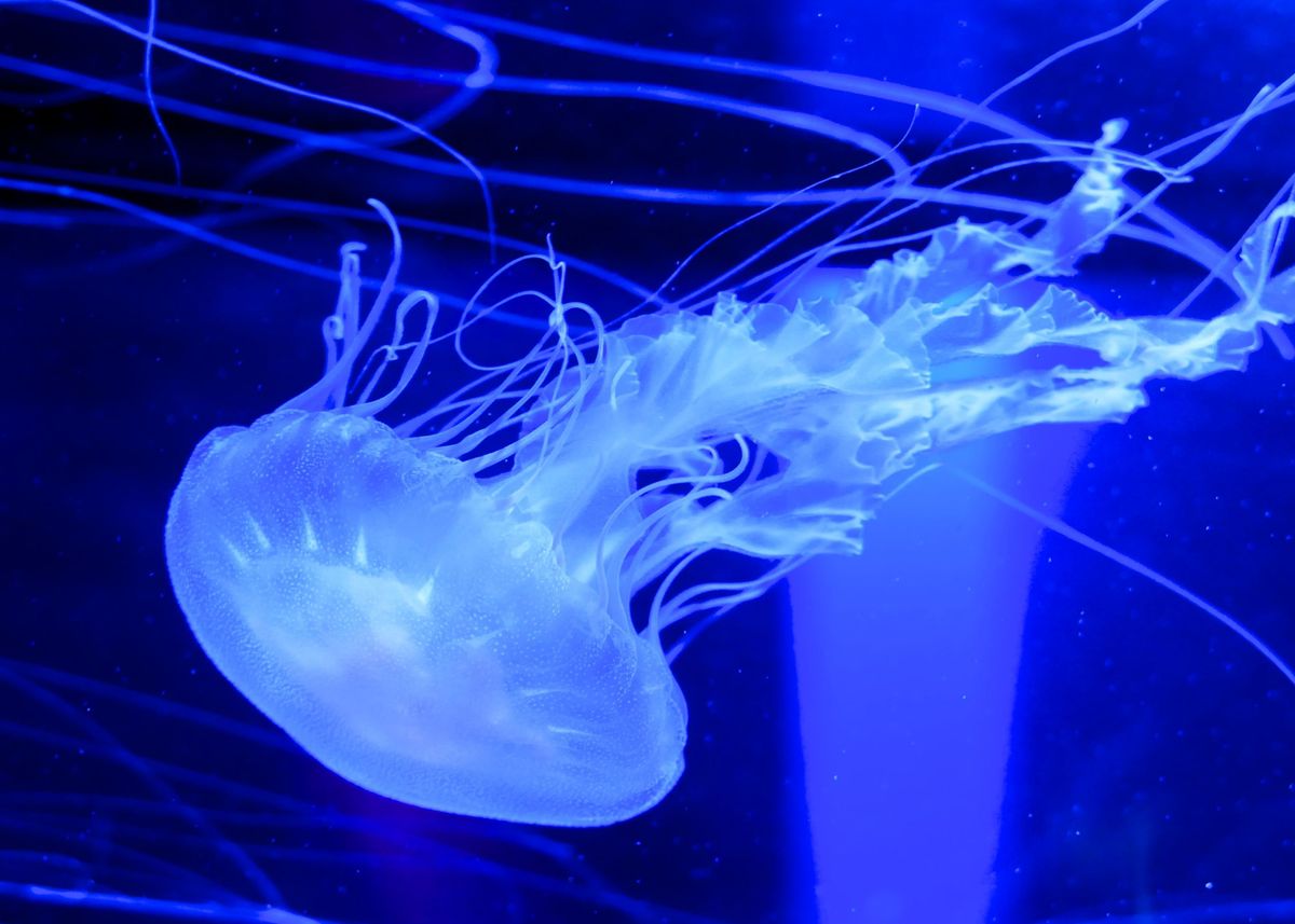 'Angelic Jellyfish ' Poster, picture, metal print, paint by Stephen ...