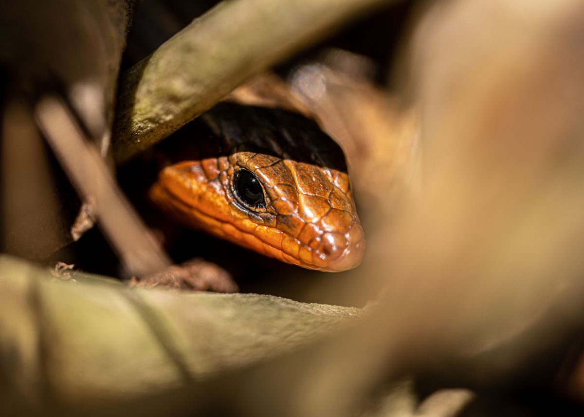 'Hidden Lizard' Poster, picture, metal print, paint by The Trackless ...