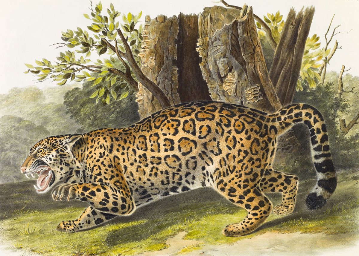 'Spotted Wild Jaguar' Poster, picture, metal print, paint by Salvator ...