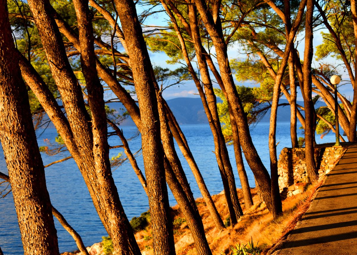 'Trees' Poster by NATURECO | Displate