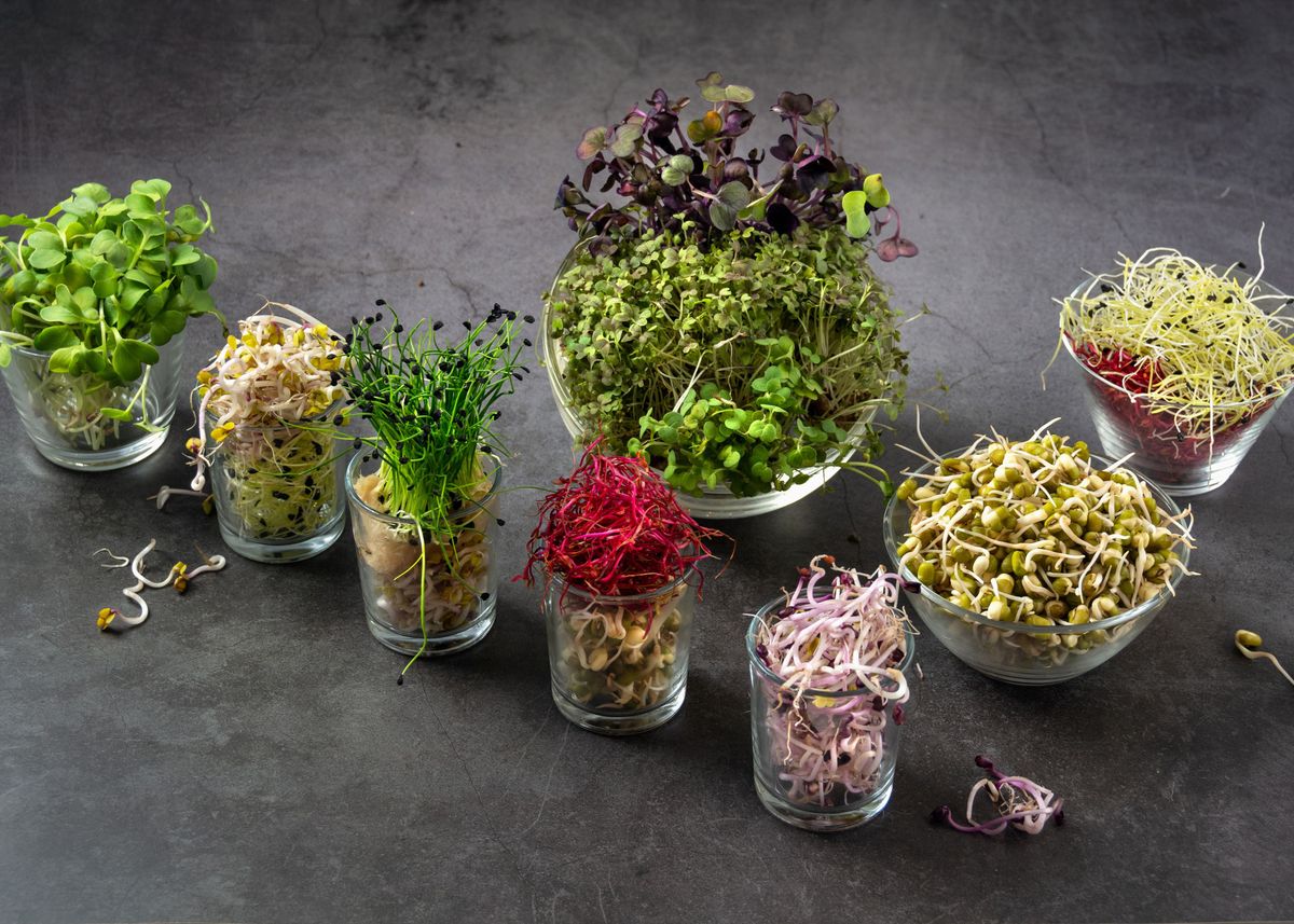'fresh sprouts' Poster, picture, metal print, paint by Alex Neumayer ...