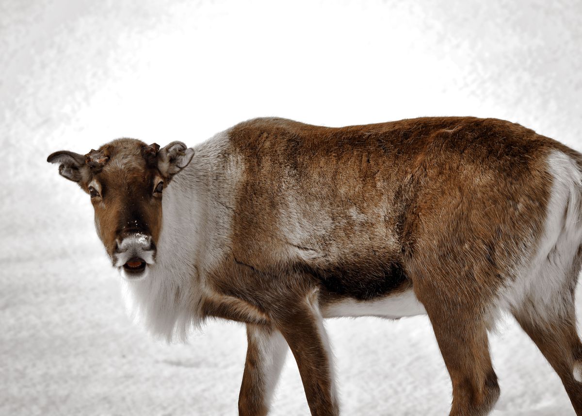 'Doe dear I' Poster by malmklang draaben | Displate