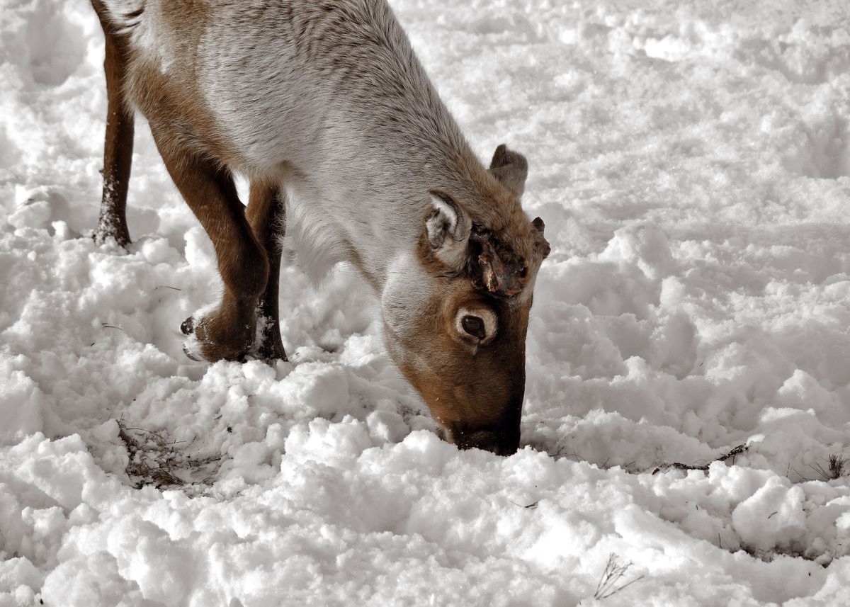 'Doe dear II' Poster, picture, metal print, paint by malmklang draaben ...