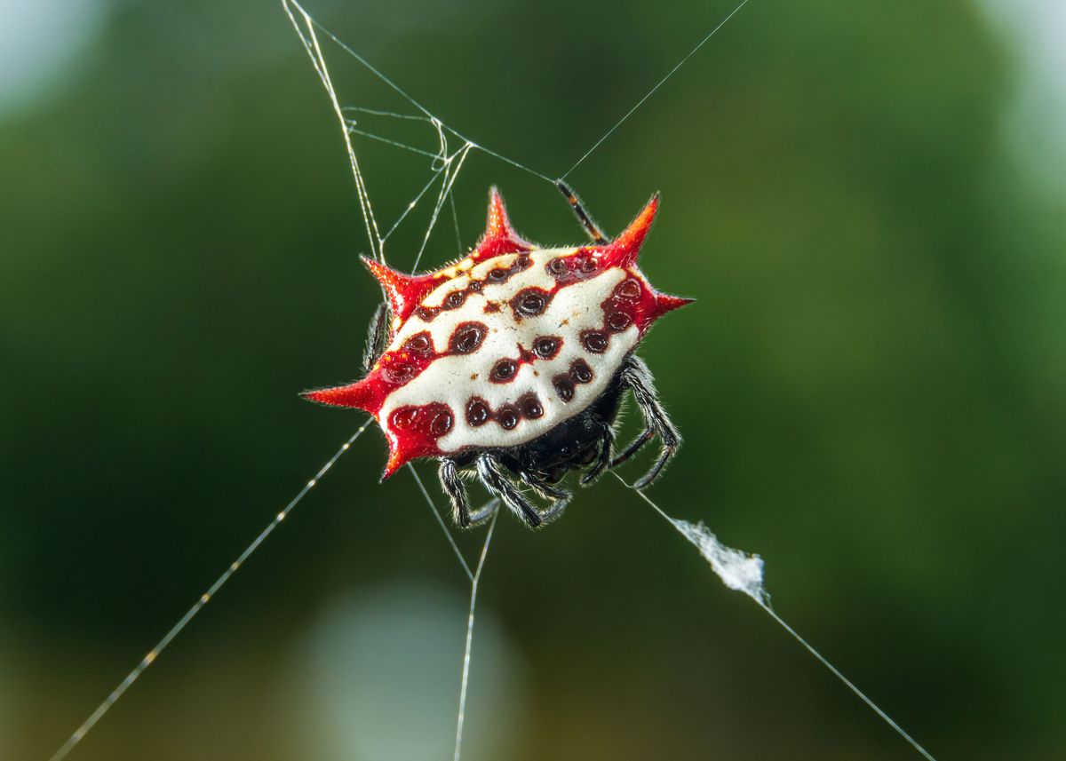 'Spinybacked Spider in Web' Poster, picture, metal print, paint by ...