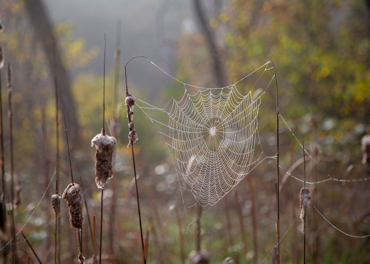 'Spider Web' Poster, picture, metal print, paint by Brooke T Ryan ...