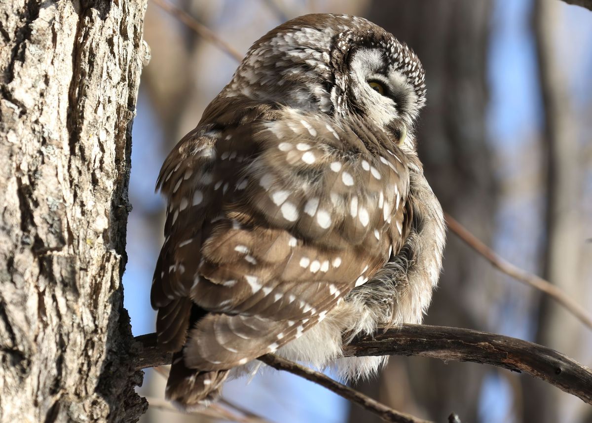 'Boreal owl side profile' Poster by Thee Owl Queen | Displate