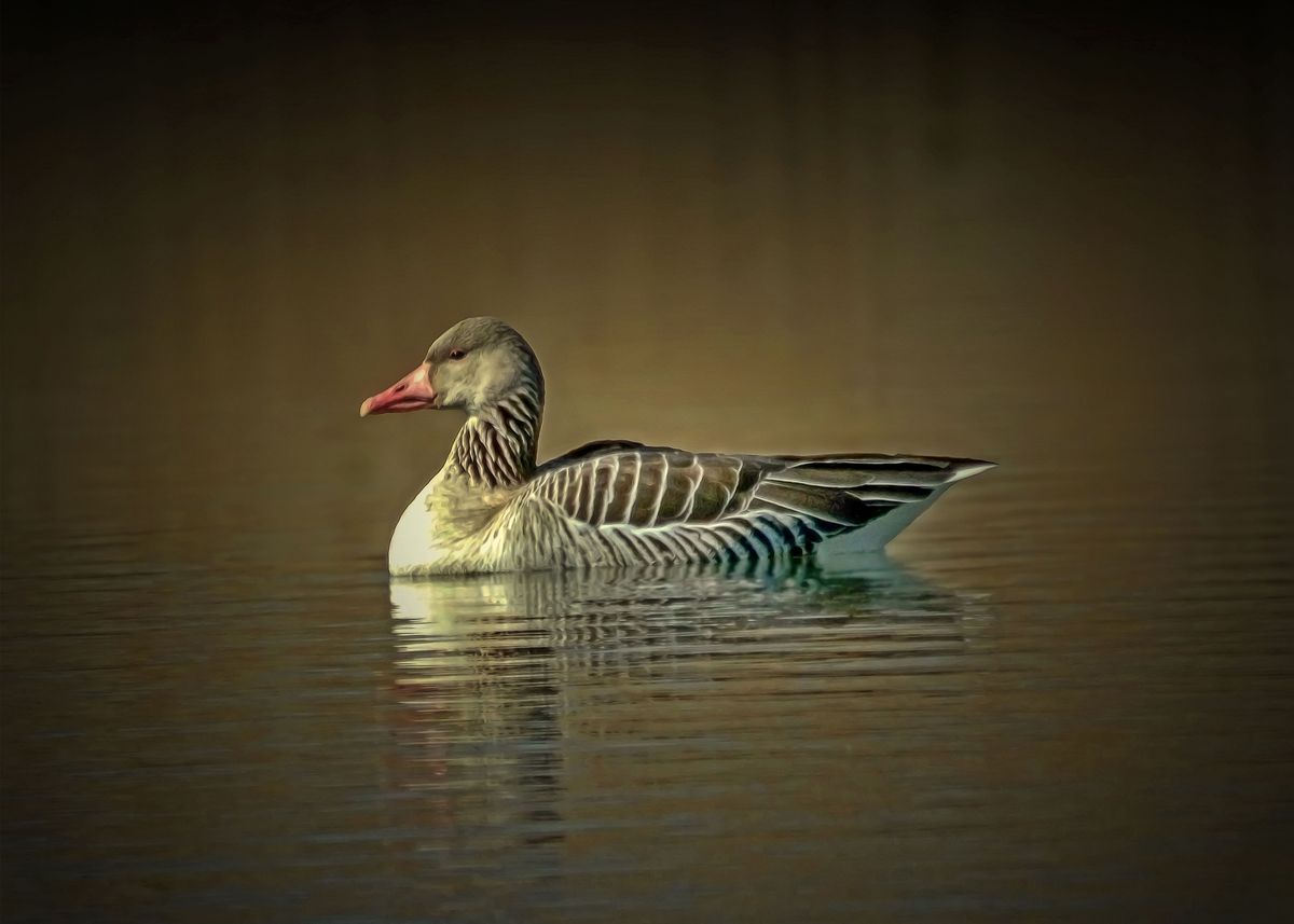 'Wild goose' Poster by Gyula Gvardián | Displate
