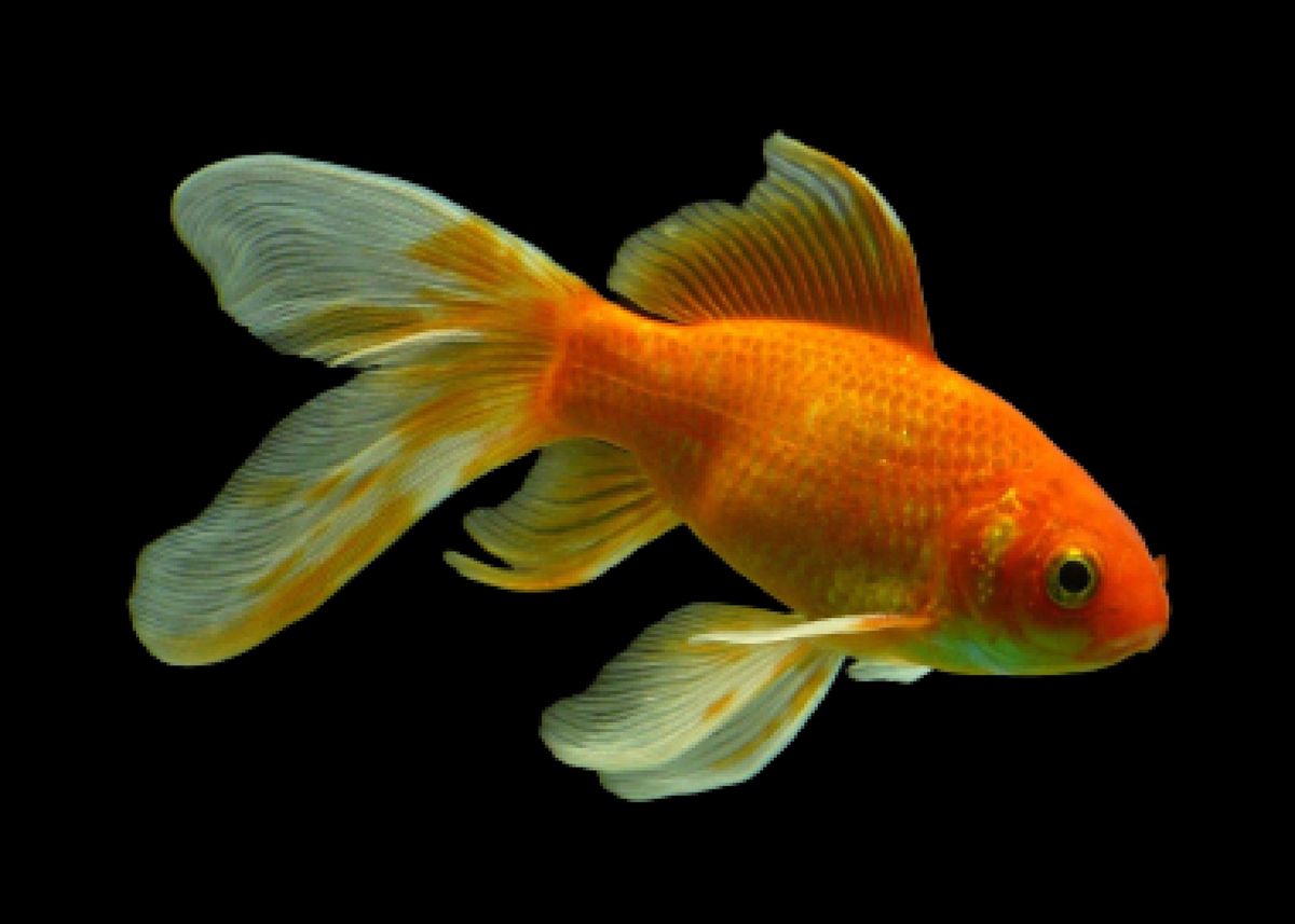 'Goldfish ' Poster, picture, metal print, paint by nature | Displate