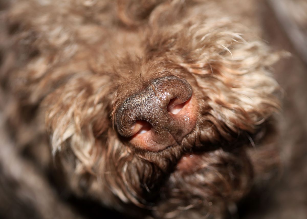 'Dog nose lagotto romagnolo' Poster, picture, metal print, paint by ...